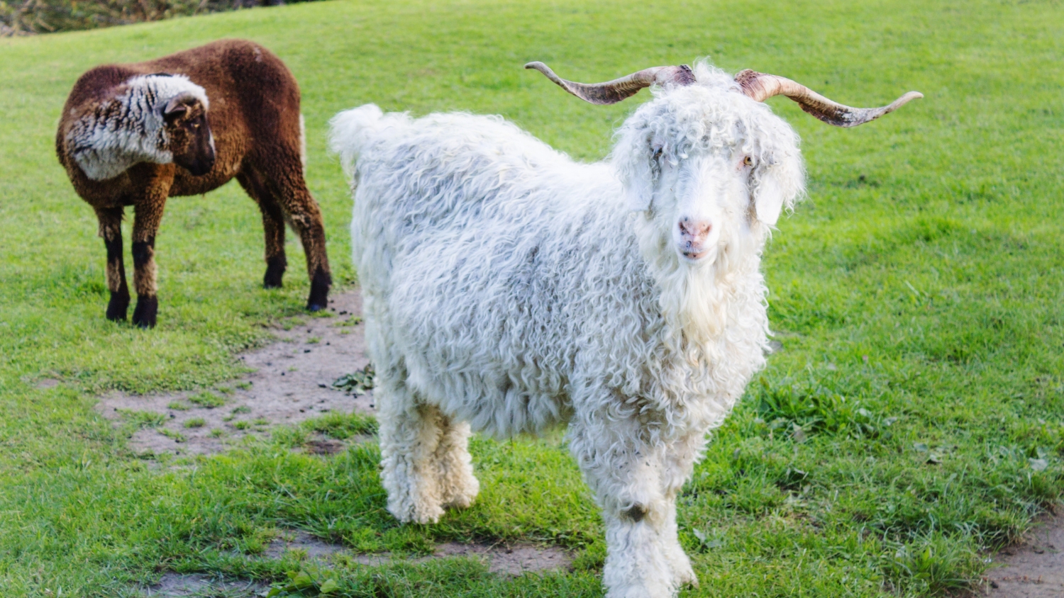 Goat Fiber: A Guide to Different Varieties - Sheep & Goat