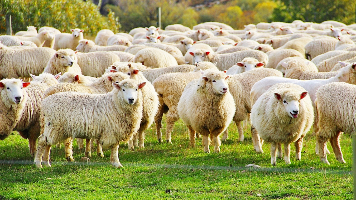 5 Common Health Issues in Sheep and Prevention - Sheep & Goat