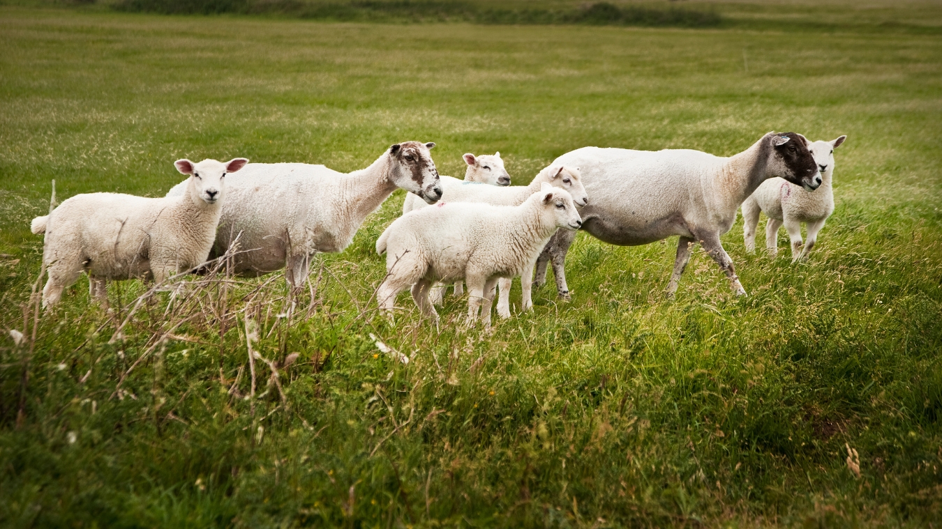 How to Overcome Challenges in Sheep Farming - Sheep & Goat