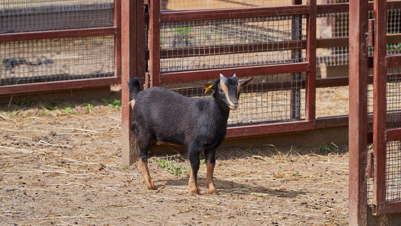 Different Goat Breeds: You Need to Know - Sheep & Goat