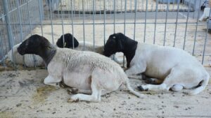 Hair Sheep Breeds: A Comprehensive Guide for Farmers - Sheep & Goat