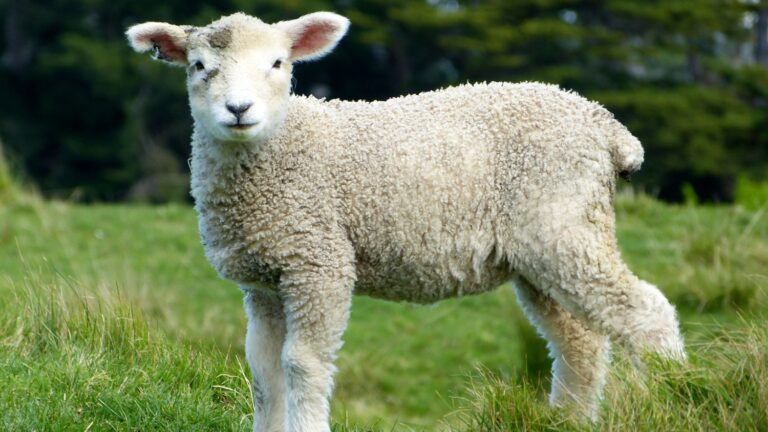 Discover the Cutest Sheep Breeds You Have to See - Sheep & Goat