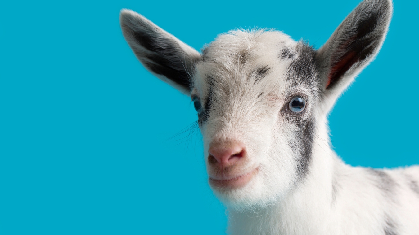 How Much Does A Nigerian Dwarf Goat Cost - Sheep & Goat