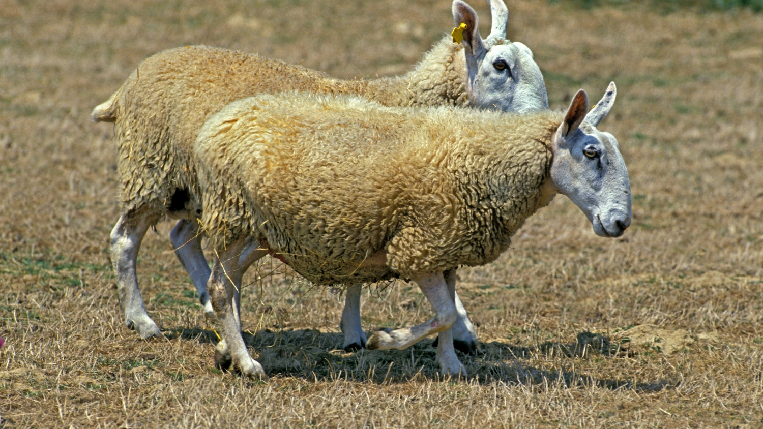 Discover the Cutest Sheep Breeds You Have to See - Sheep & Goat