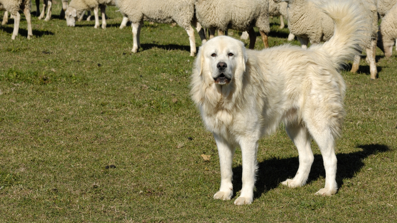 What Are Good Livestock Guardian Dogs - Sheep & Goat