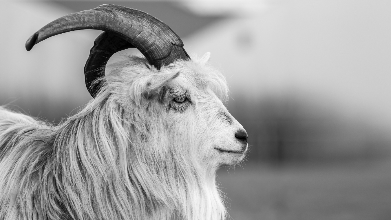 Kiko Goats Pros And Cons: The Ultimate Guide - Sheep & Goat