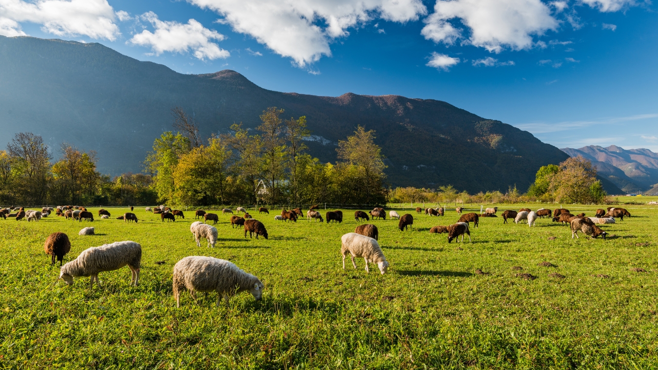Discover the Best Grass for Sheep - Sheep & Goat