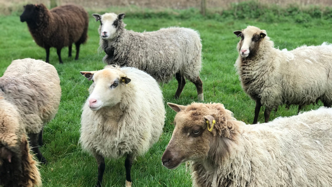 Discover the Cutest Sheep Breeds You Have to See - Sheep & Goat