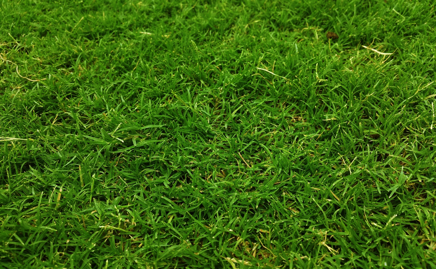 Choosing The Best Grass To Plant For Goats - Sheep & Goat