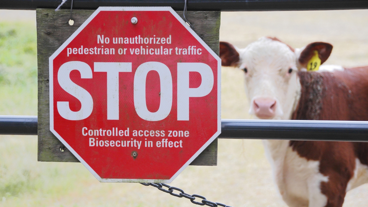 Biosecurity Plan For Sheep And Goat Farms? - Sheep & Goat