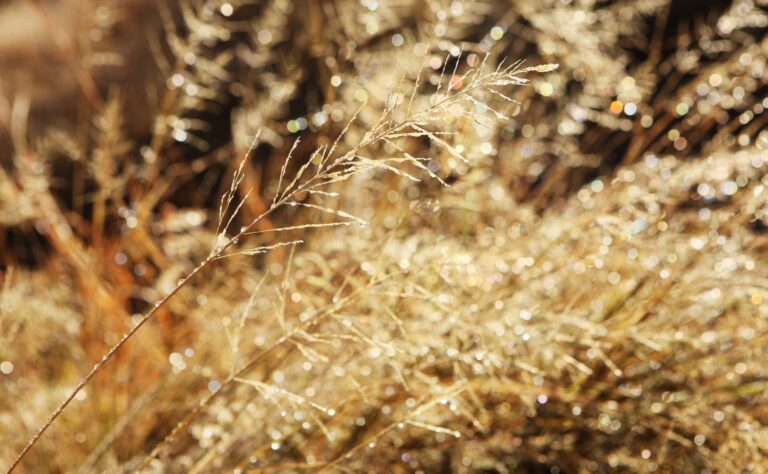 Choosing The Best Grass To Plant For Goats - Sheep & Goat