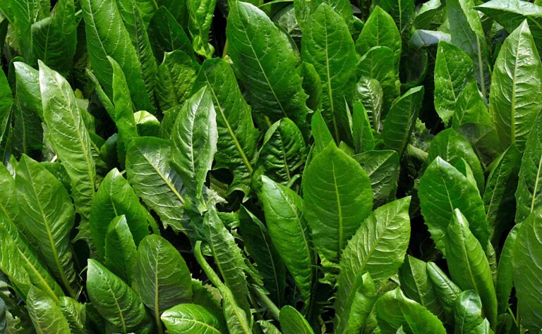 Choosing The Best Grass To Plant For Goats - Sheep & Goat