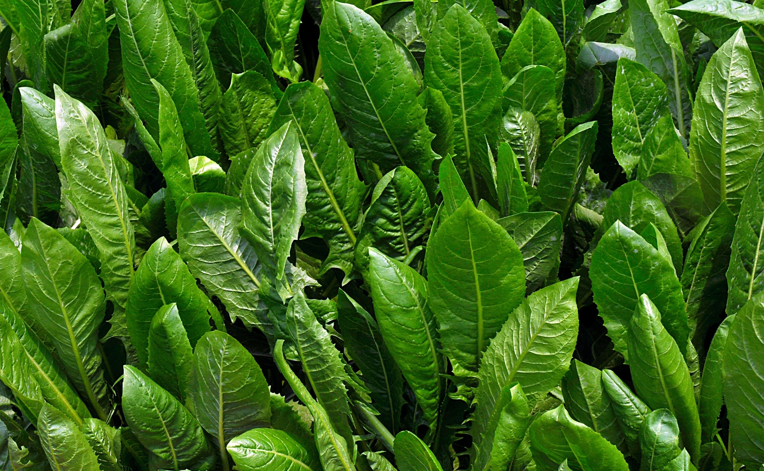 Choosing The Best Grass To Plant For Goats - Sheep & Goat