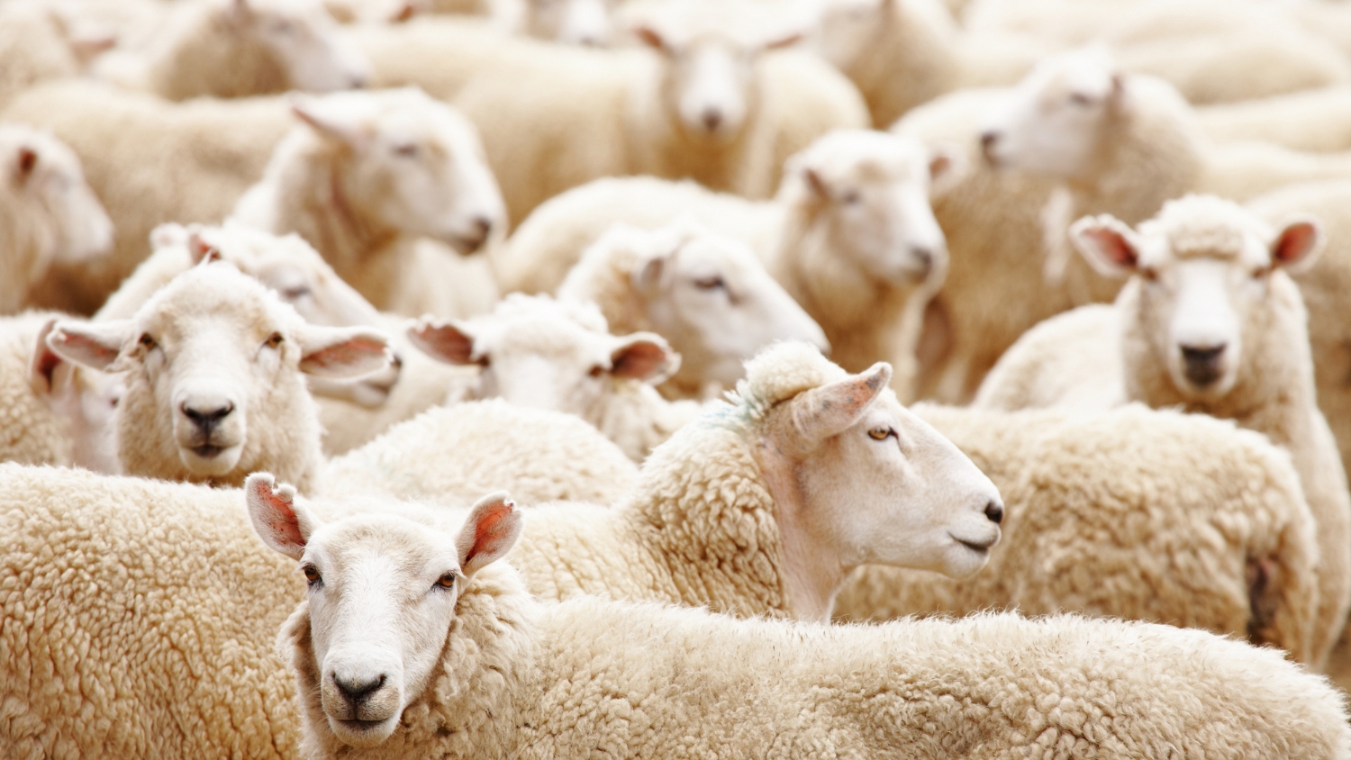 Top 10 Sheep Breeds in the world - Sheep & Goat