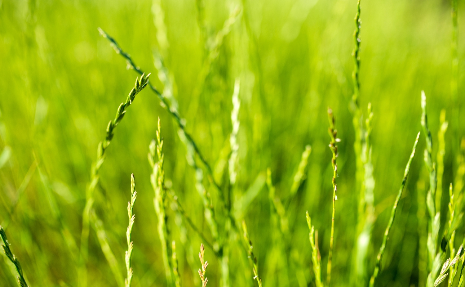 Choosing The Best Grass To Plant For Goats - Sheep & Goat