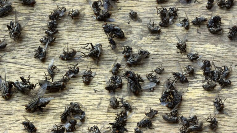 Best Methods For Controlling Flies On Sheep And Goats - Sheep & Goat