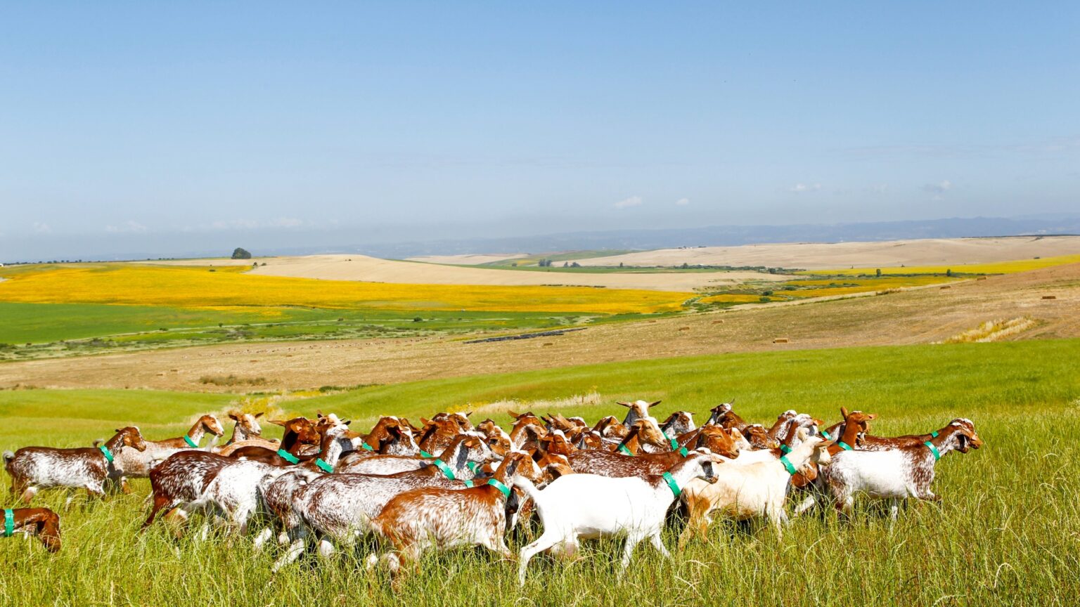 Meat Goat Breeds: Top Picks And Characteristics - Sheep & Goat