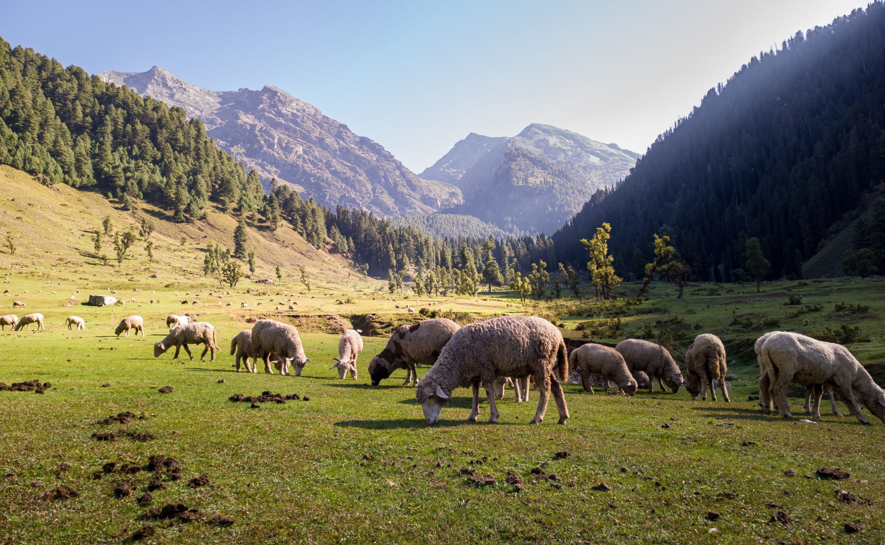 Understanding The Karnah Sheep Characteristics - Sheep & Goat