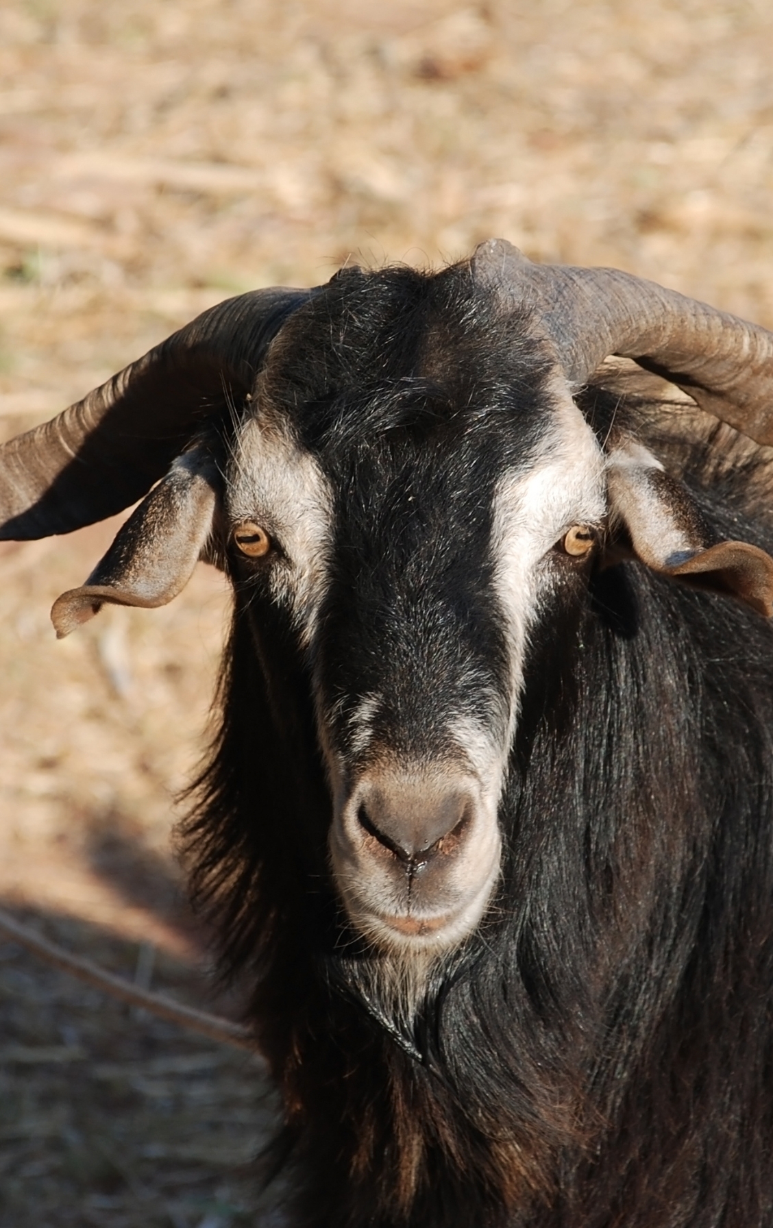 Spanish Goat Origin