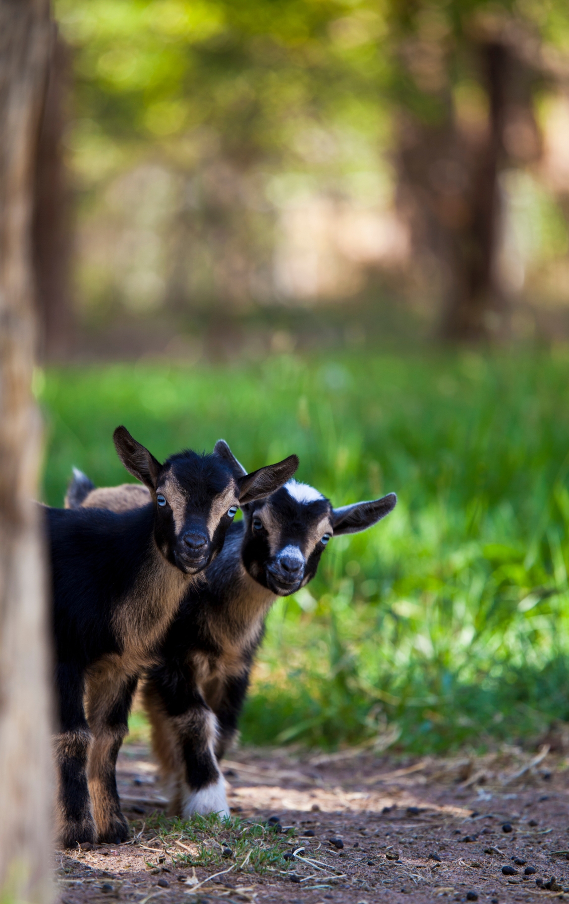 How To Say Baby Goat In Spanish